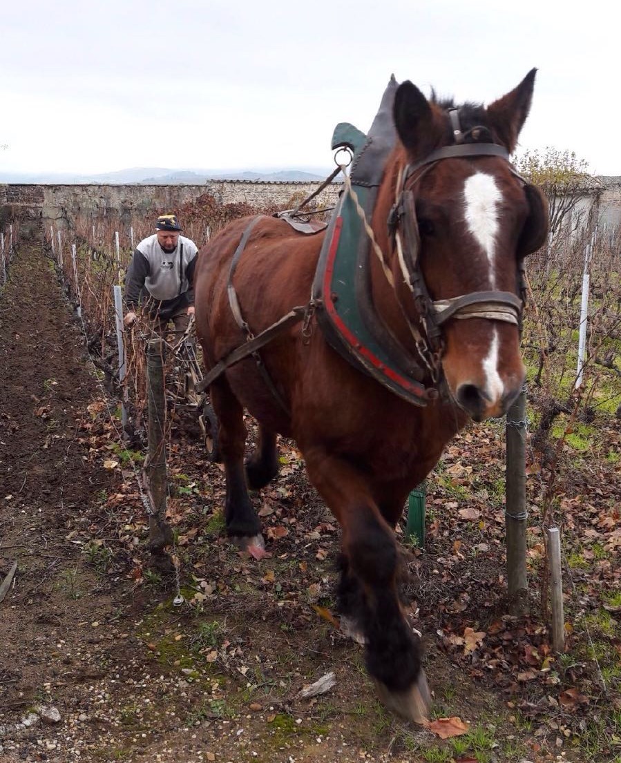 Labour au cheval de trait